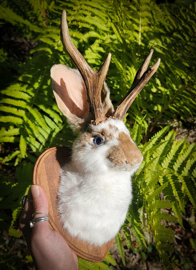 jackalope mount