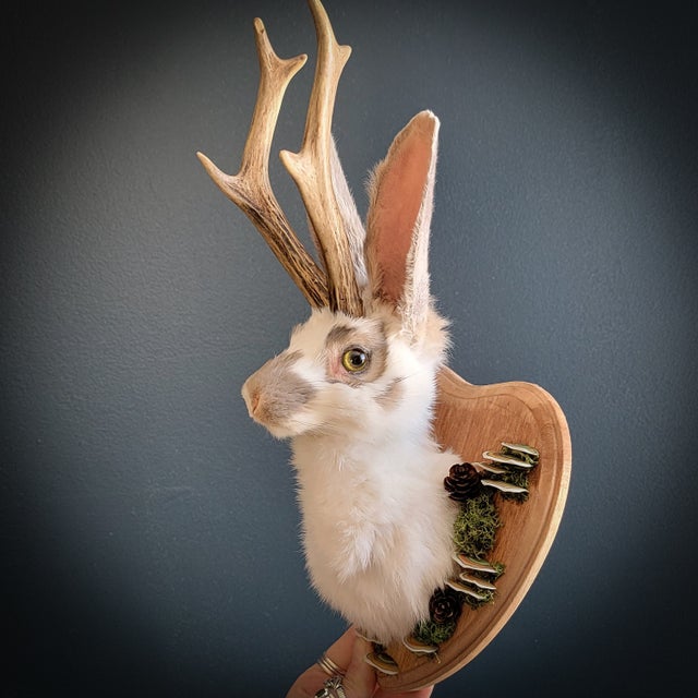 jackalope mount