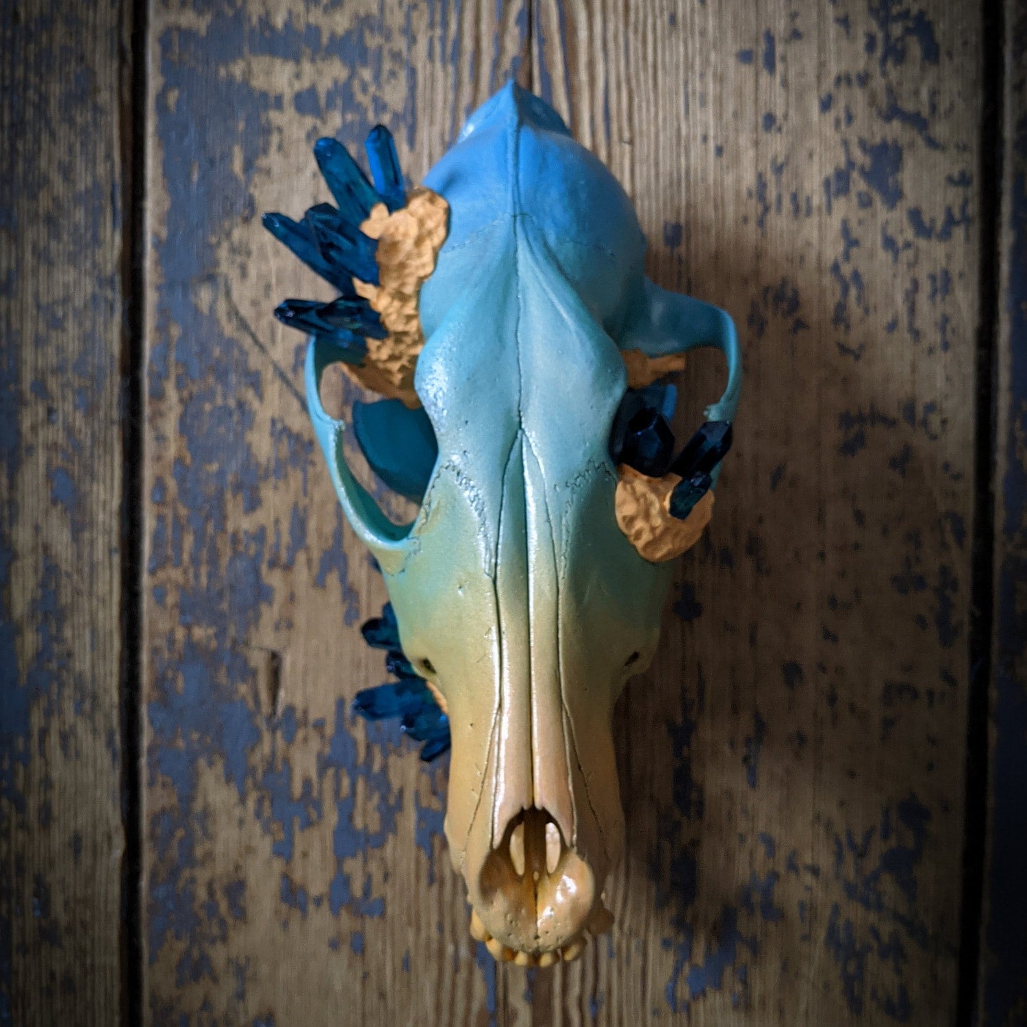 coyote skull