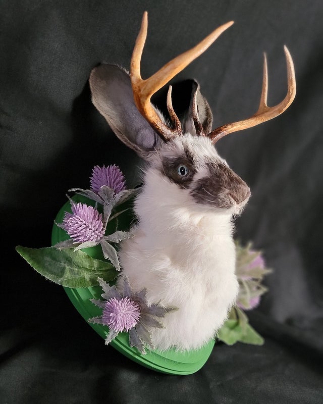 stuffed jackalope head